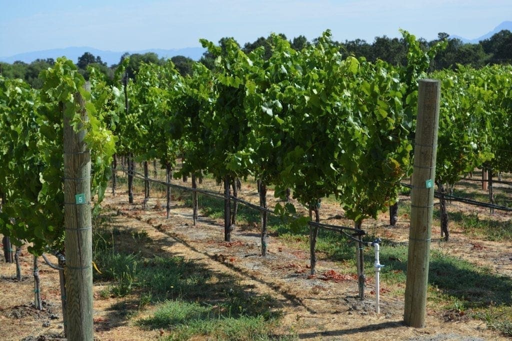 Vineyard Layout - Napa Second Generation